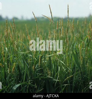 Blackgrass, Alopecurus myosuroides, flowering spikes of the grass weed ...