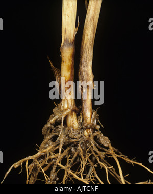 Fusarium foot rot or dryland footrot Fusarium graminearum symptoms on ...