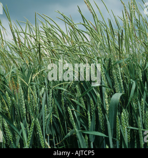 Blackgrass, Alopecurus myosuroides, flowering spikes of the grass weed ...