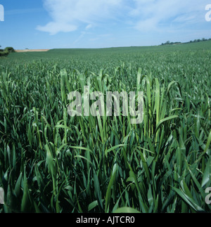Avena Fatua (wild oats) in the Tuscan countryside in Italy Stock Photo ...