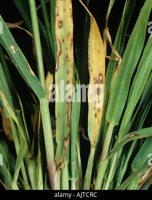 Common root rot (Cochliobolus sativus) discolouration of wheat sub ...
