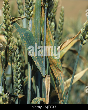 Septoria leaf spot (Septoria tritici) lesions, pycnidia, & spores on a ...