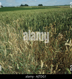 Take all Gaeumannomyces graminis diseased wheat roots Stock Photo - Alamy