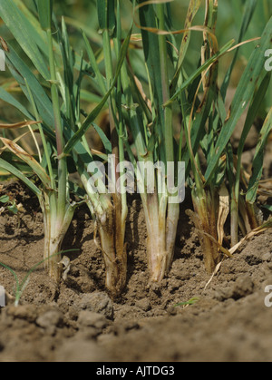 Common root rot Cochliobolus sativus discolouration of wheat sub crown ...