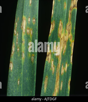 Septoria leaf spot (Septoria tritici) lesions, pycnidia, & spores on a ...