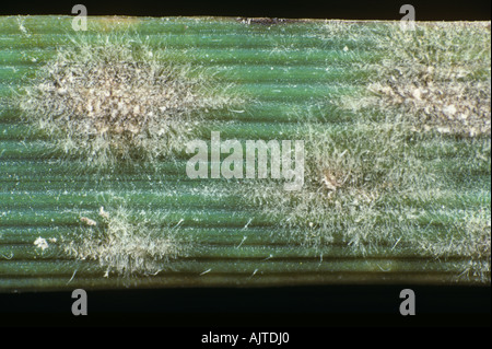 Powdery mildew (Blumeria graminis f.sp. hordei) photomicrograph of a ...