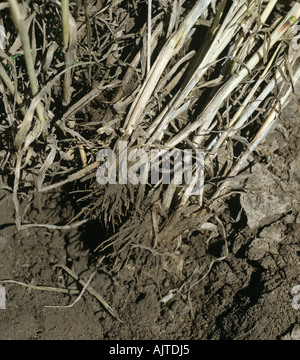 Take all Gaeumannomyces graminis diseased wheat roots Stock Photo - Alamy