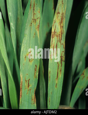 Net blotch Pyrenophora teres lesions on young barley leaves Stock Photo ...