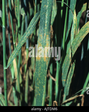 Crown rust Puccinia coronata infection on ryegrass Lolium sp leaves ...