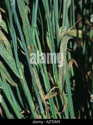 Crown rust Puccinia coronata infection on ryegrass Lolium sp leaves ...