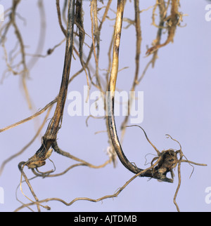 Common root rot Cochliobolus sativus browning at the bases of young ...