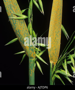 Crown rust (Puccinia coronata) on oats flagleaf Stock Photo - Alamy