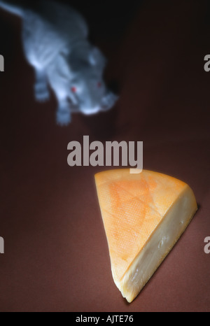 cheese cheesy rat Stock Photo - Alamy