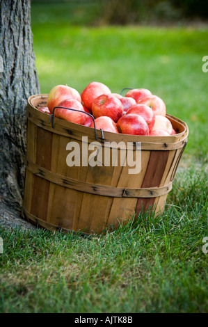 Bushel of apples under tree Stock Photo - Alamy