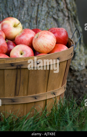 Bushel of apples under tree Stock Photo - Alamy
