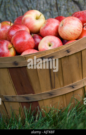 Bushel of apples under tree Stock Photo - Alamy