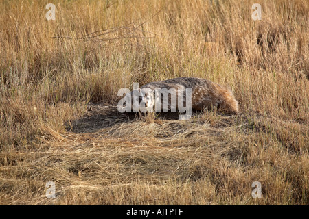 American Badger in shortgrass near the Grasslands National Park in ...