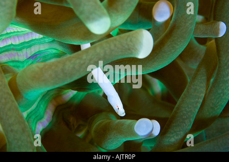 Mushroom Coral Pipefish, White Pipefish, Siokunichthys nigrolineatus ...