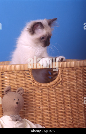 kitten Sealpoint Mitted Ragdoll blue eyes standing by straw basket and ...