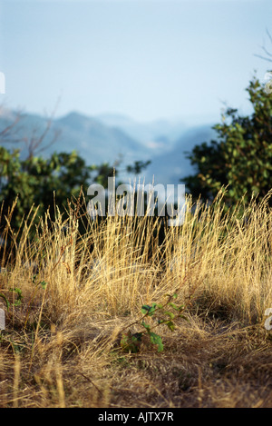 View of Mountains and Some Weeds Stock Photo - Alamy