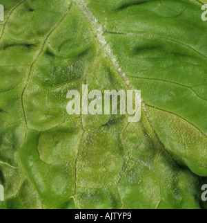 Downy mildew Bremia lactucae mycelium development necrosis on a lettuce ...