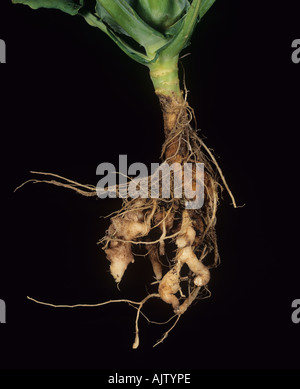 Clubroot (Plasmodiophora brassica) distorted root on a cabbage plant ...
