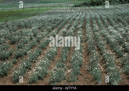Flowering crop of pyrethrum used as a natural insecticide in Kenya ...