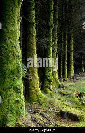 A row of moss covered trees in fog, near Eugene, OR, USA Stock Photo ...