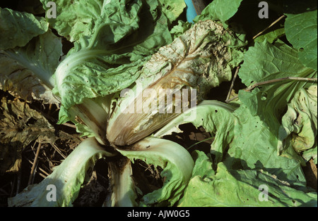 Bacterial soft rot (Pectobacterium carotovorum) forming on diseased ...