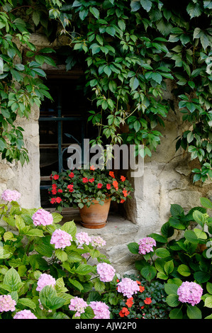 Hydrangea flowers (Hydrangea macrophylla), Provence, France Stock Photo ...