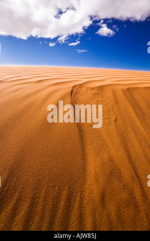 Sand dune shifting in the wind with forest pine trees buried under the moving sands Stock Photo ...