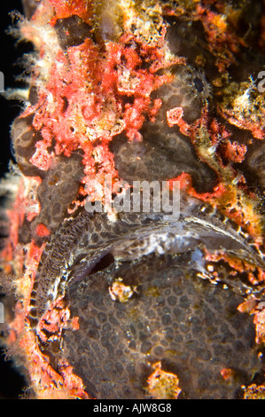 Black giant frogfish (Antennarius Commersonii), Sabang Beach, Puerto ...