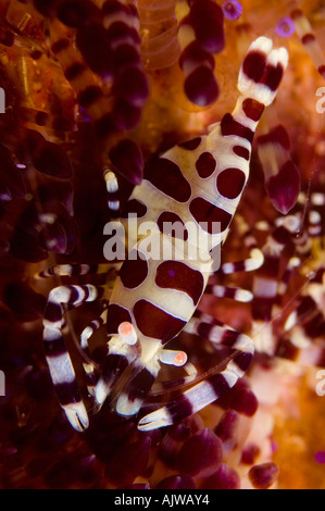 Fire Urchin Shrimp, Periclimenes colemani, Anilao, Batangas ...