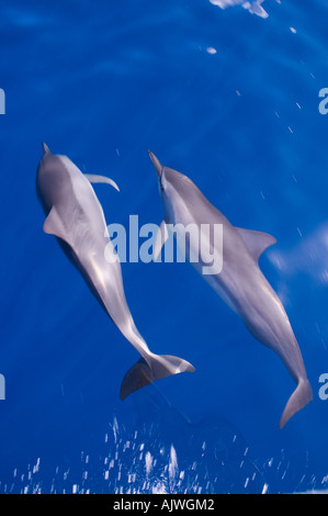 Two spinner dolphins bow riding Stock Photo - Alamy