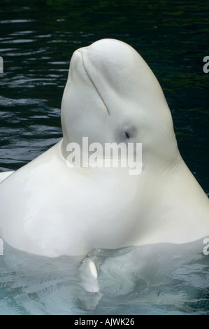 Head of beluga or white whale Delphinapterus leucas with mouth open ...