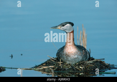 Red-necked grebe brooding eggs on a floating nest of aquatic plants on ...