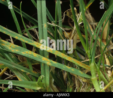 Crown rust Puccinia coronata infection on ryegrass Lolium sp leaves ...