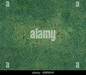 Yellow patch Rhizoctonia cerealis on turf grass Agrostis sp Stock Photo ...