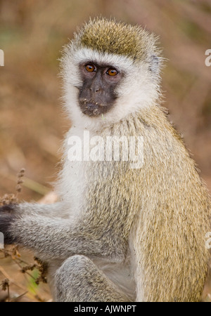 Blue Balled Vervet Monkey. Monkey with blue testicles in captivity ...