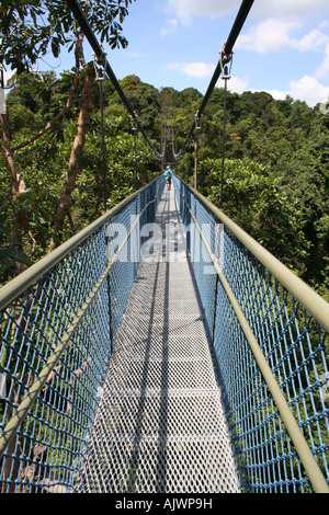 Treetop walk suspension bridge, Macritchie Catchment Reserve, Singapore ...
