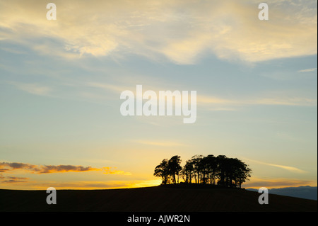 Roundel of trees near Aberlemno, Angus, Scotland, UK Stock Photo - Alamy