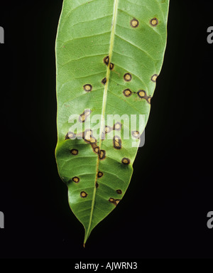 Agriculture - Crop disease; anthracnose lesions on a grain corn stalk ...
