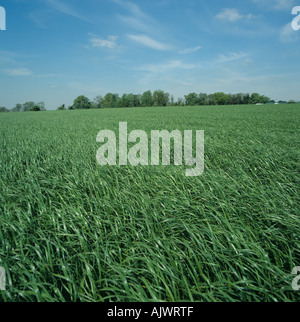 Ryegrass ley before the first cut Stock Photo - Alamy