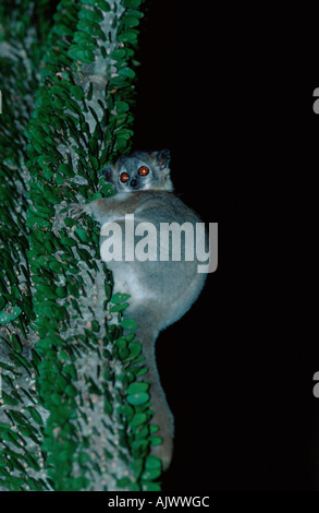 Weasel sportive lemur (Lepilemur mustelinus), Berenty, Madagascar Stock ...
