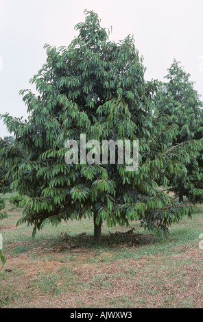 Durian tree in orchard Stock Photo - Alamy