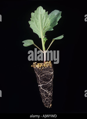 Close-up of cabbage plant seedling in pot Stock Photo - Alamy