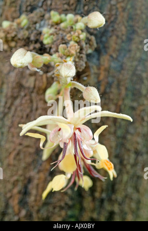 Cacao, Chocolate Nut Tree (Theobroma cacao). Toasted cacao seeds (cacao ...