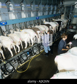 Milking parlour with Saanen nanny goats and milking clusters Stock ...
