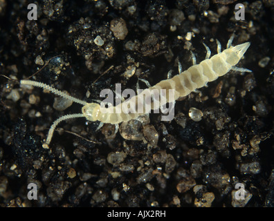 Symphylid or symphylan, Scutigerella immaculata, a soil pest of ...