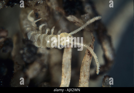 Symphylid or symphylan, Scutigerella immaculata, a soil pest of ...